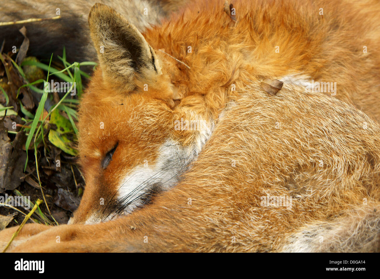 Dead fox foxes hi-res stock photography and images - Alamy