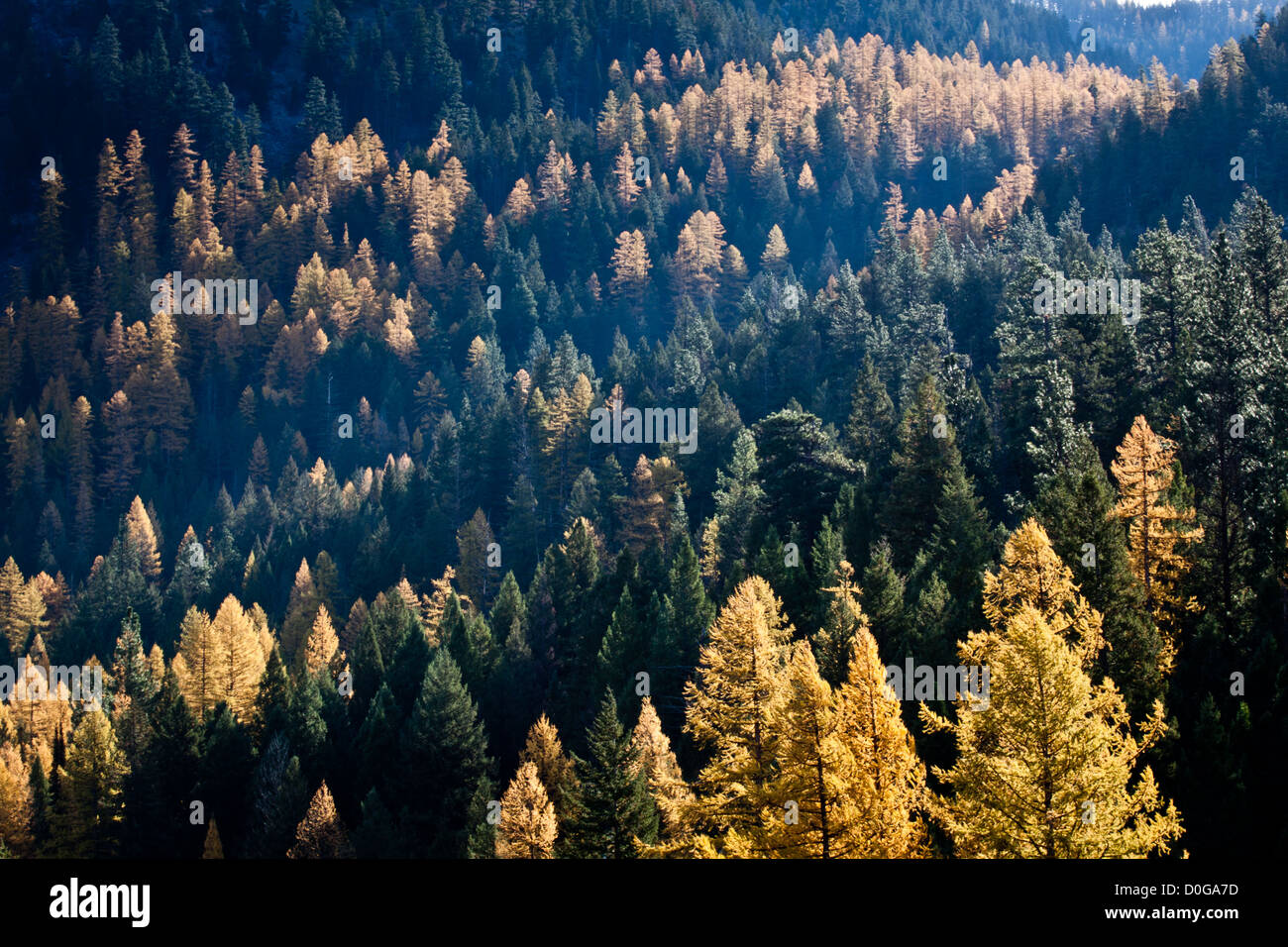 Rattlesnake Wilderness Area, Missoula, Montana Stock Photo - Alamy