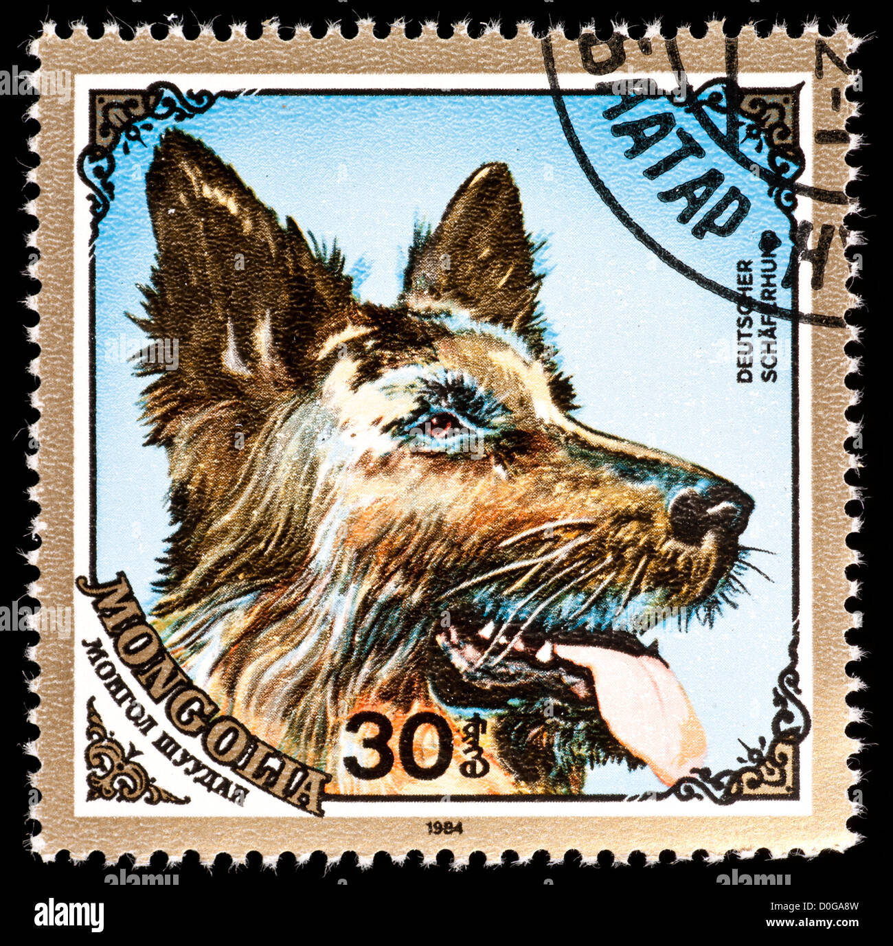 Shepherd dog breed hi-res stock photography and images - Alamy