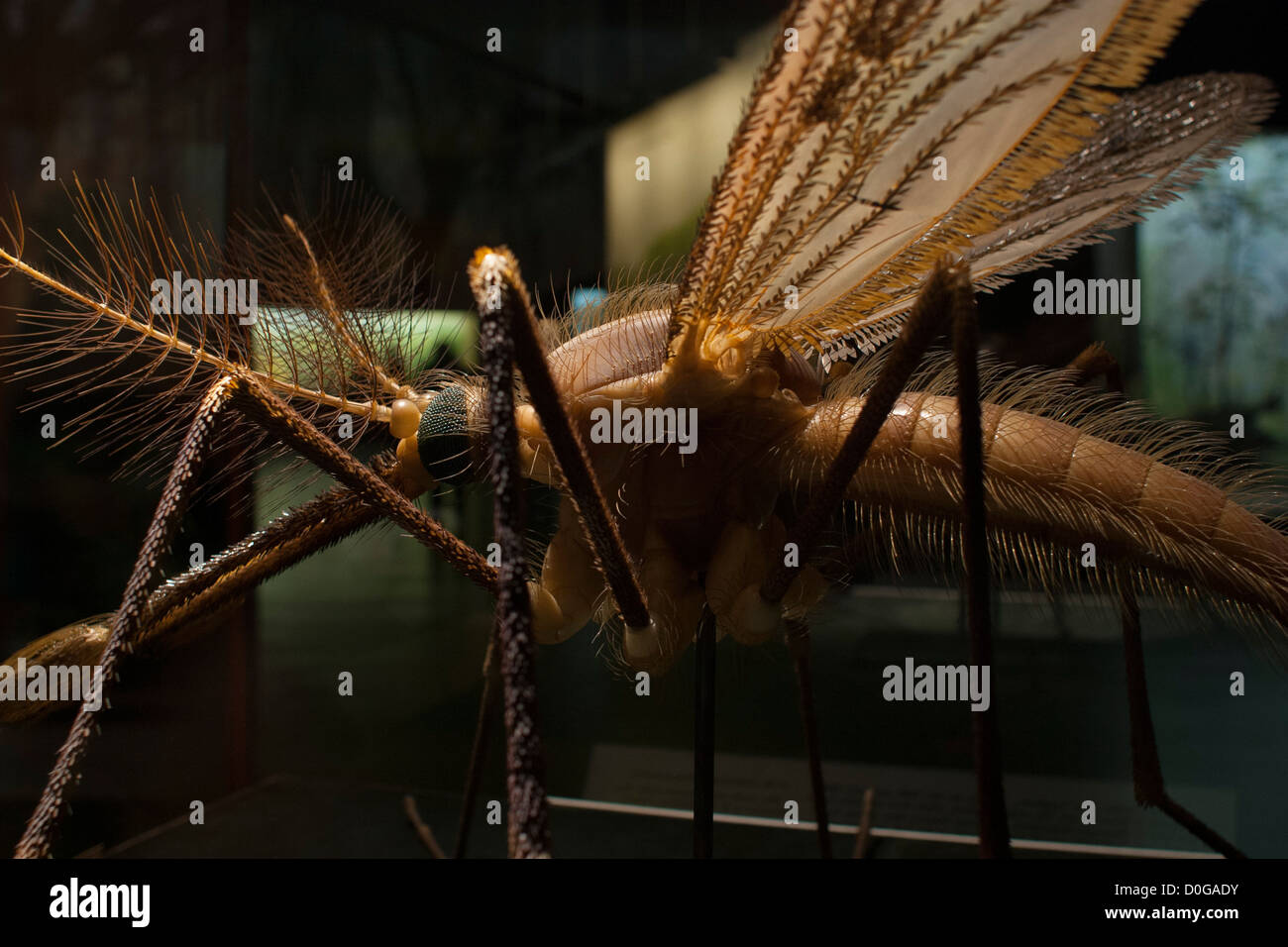 A giant mosquito model is on display at the American Museum of Natural ...