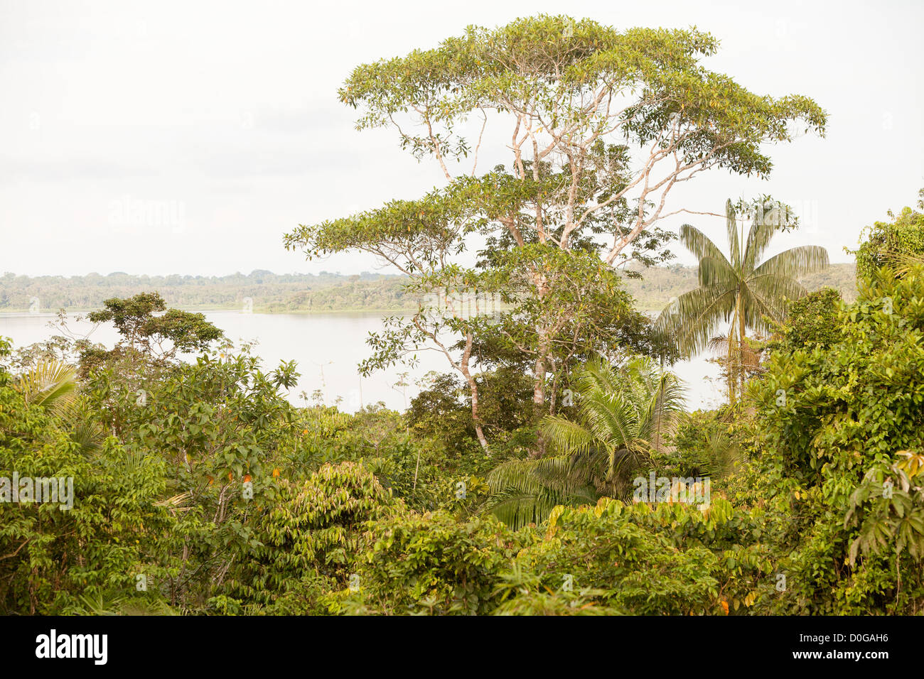 Dense And Diversity Vegetation In Amazon Basin Stock Photo - Alamy