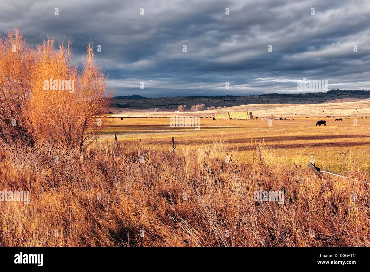 Autumn morning light bathes this field of cattle grazing in NE Oregon’s ...