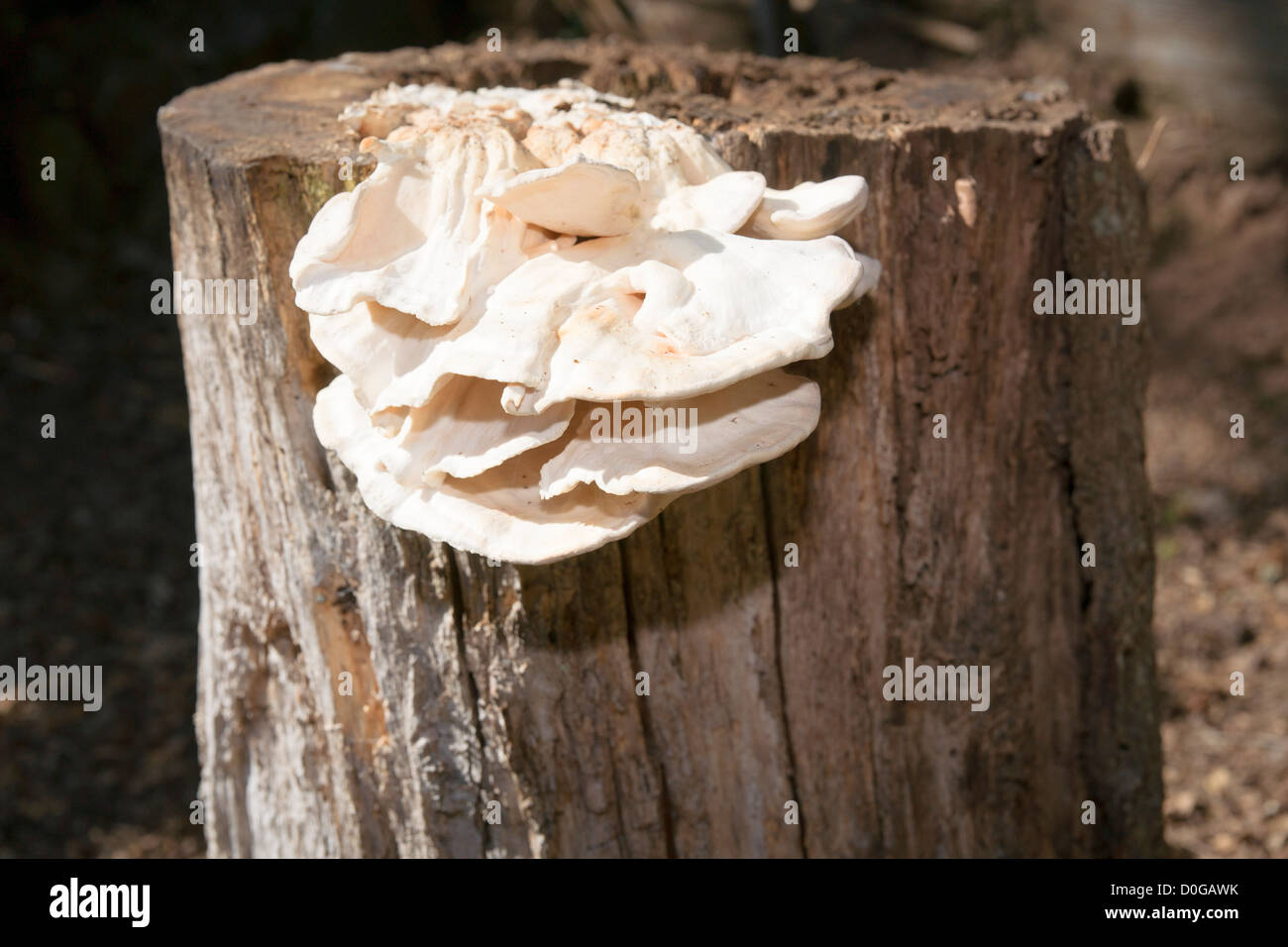 Fungi growing in its natural environment Stock Photo - Alamy
