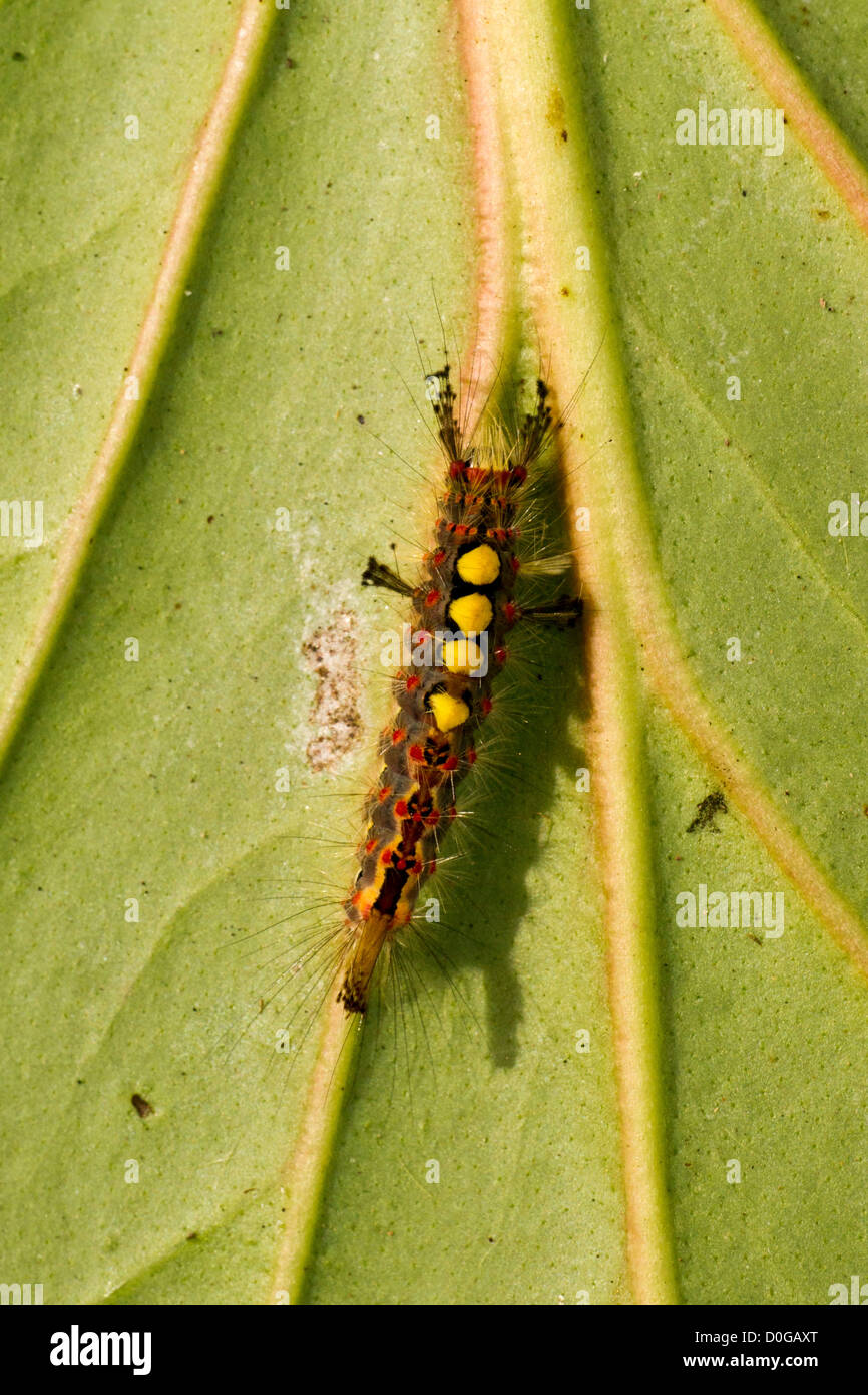 White-Marked Tussock Moth Caterpillar Stock Photo - Alamy