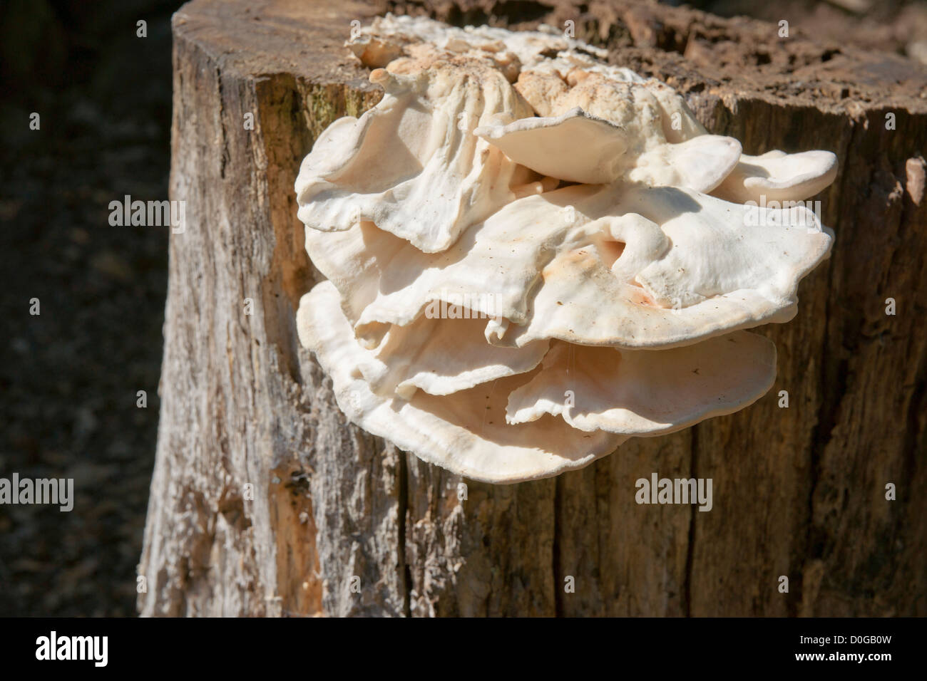 Fungi growing in its natural environment Stock Photo - Alamy