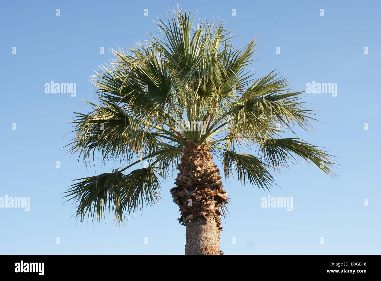Top palm tree blue hi-res stock photography and images - Alamy