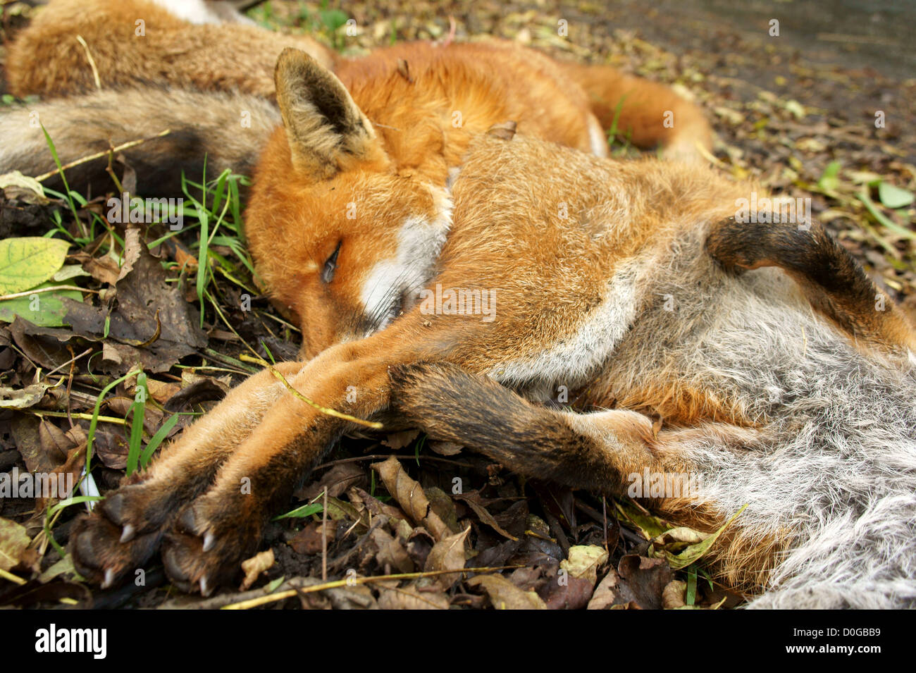 Dead red fox uk hi-res stock photography and images - Alamy