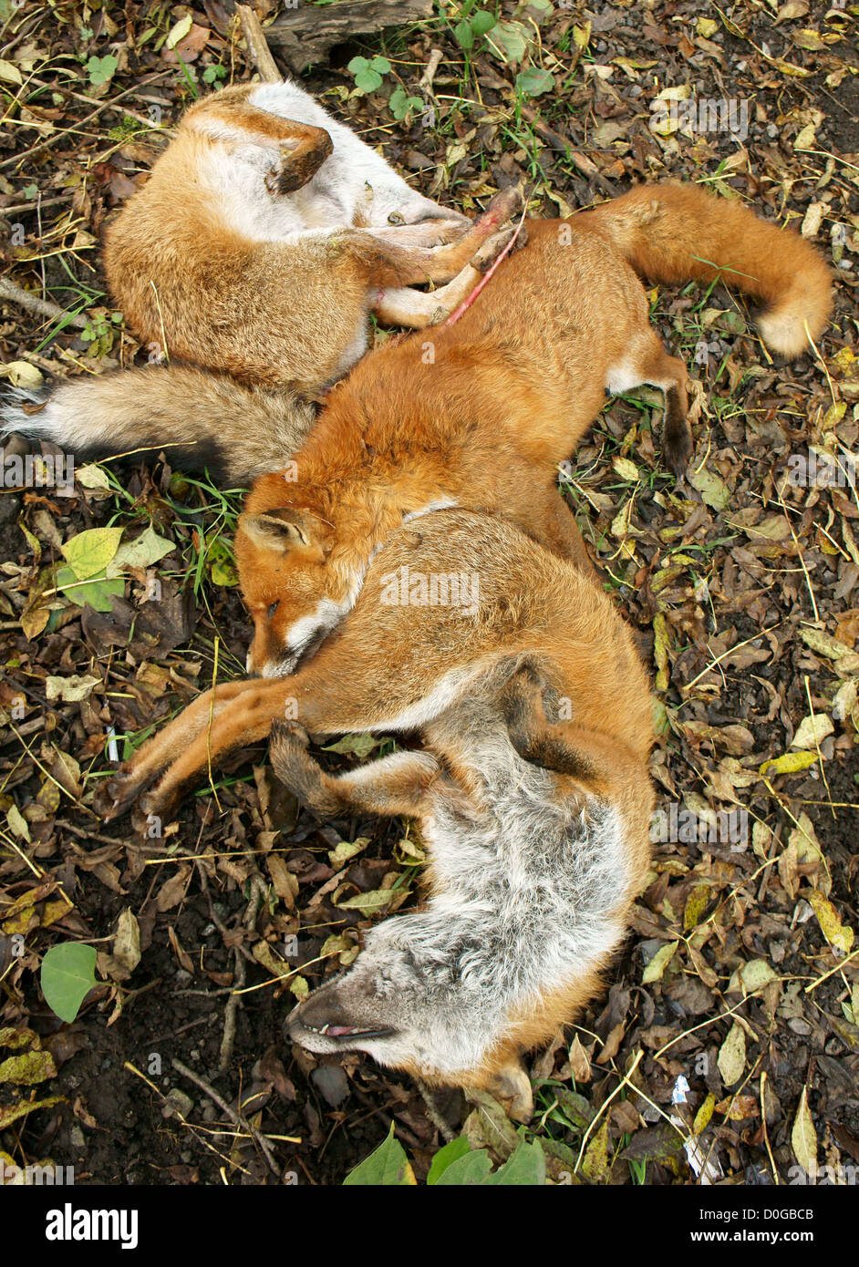 Three dead foxes, shot and dumped in forestry in Wales, UK Stock Photo ...