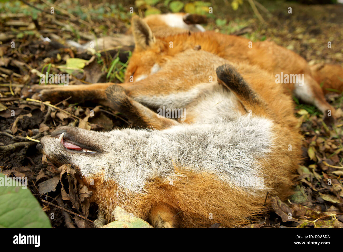 Dead foxes hi-res stock photography and images - Alamy