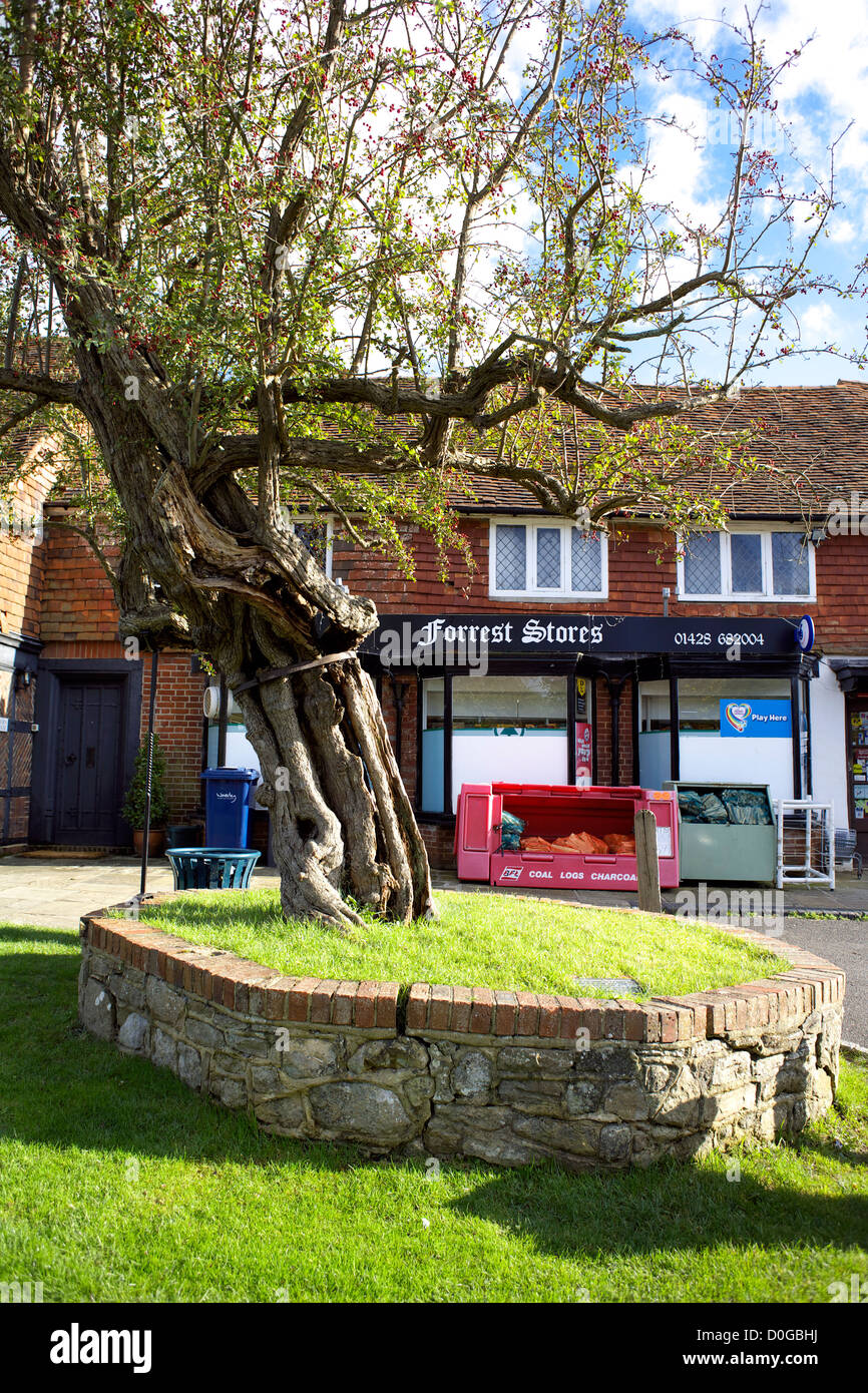 Chiddingfold hi-res stock photography and images - Alamy