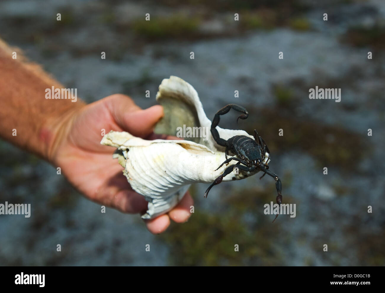 Stung by scorpion hi-res stock photography and images - Alamy