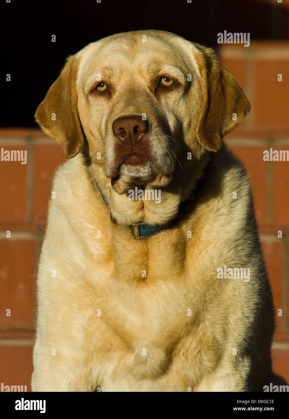 Yellow Labrador Retriever watching from the porch Stock Photo - Alamy