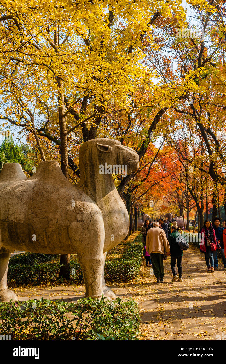 People enjoy the colorful autumn at God Way, Ming Xiao mausoleum ...