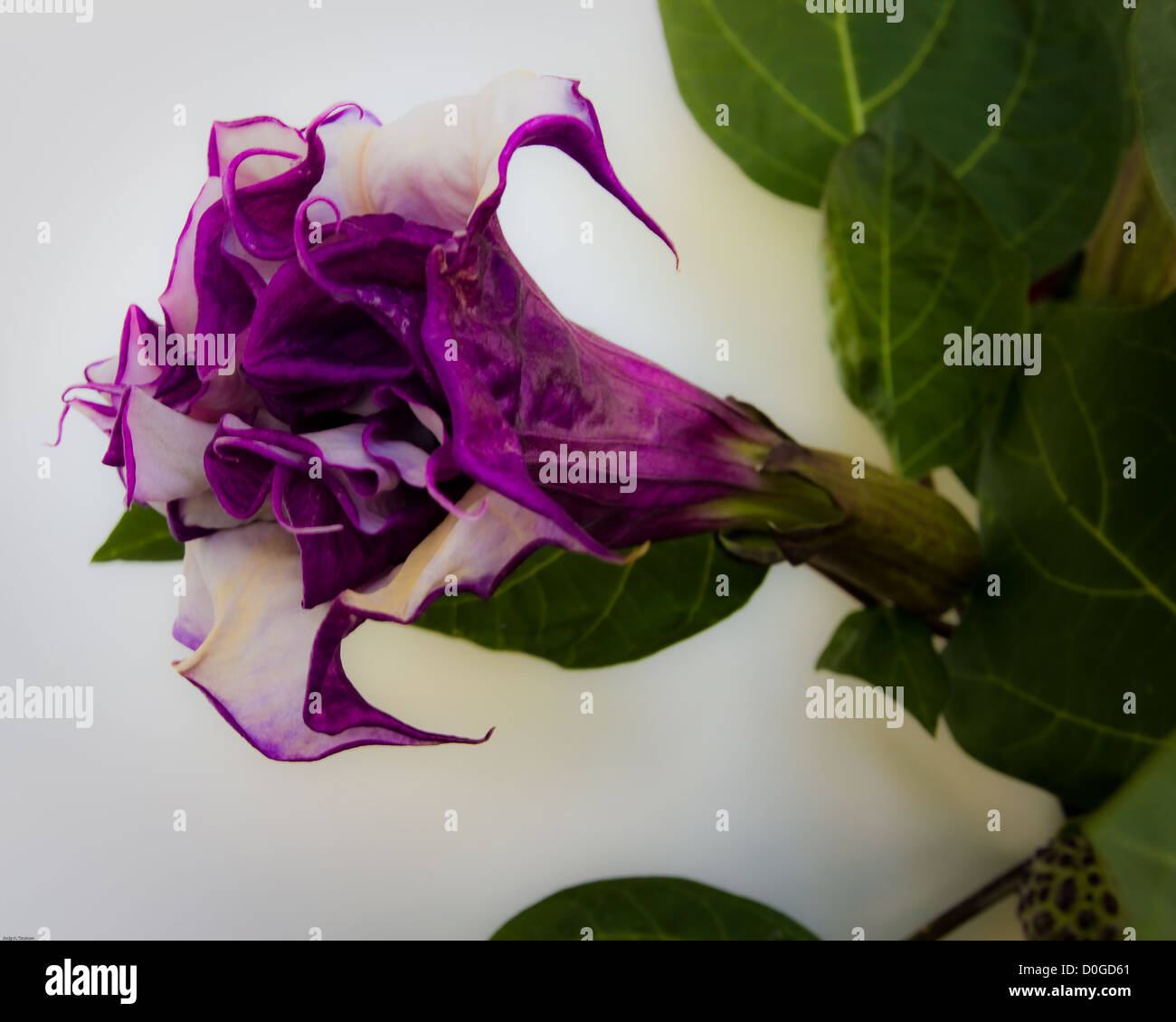 The purple Princess Angel Trumpet is a deep rich purple with white ...