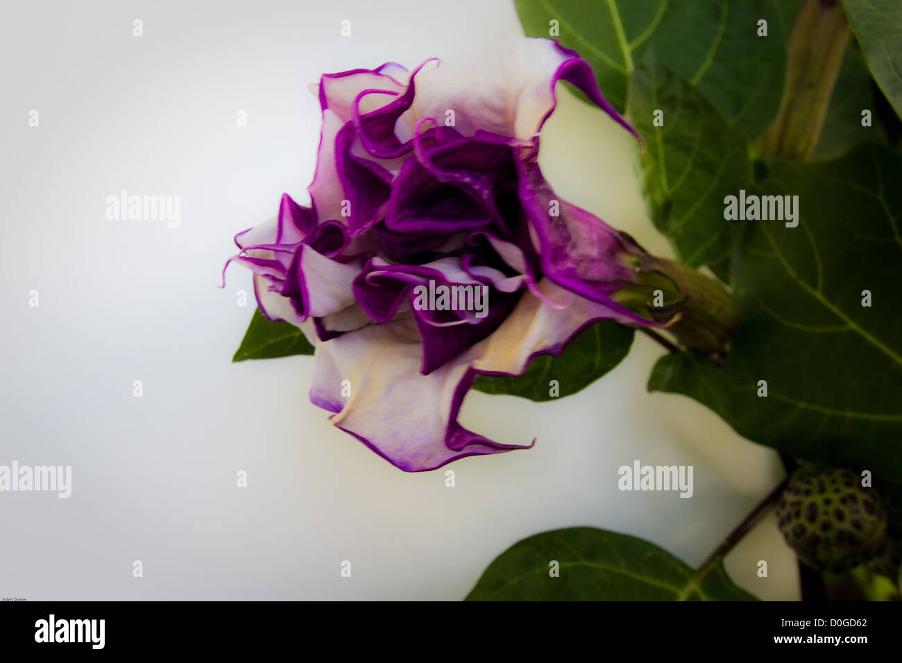 The purple Princess Angel Trumpet is a deep rich purple with white ...