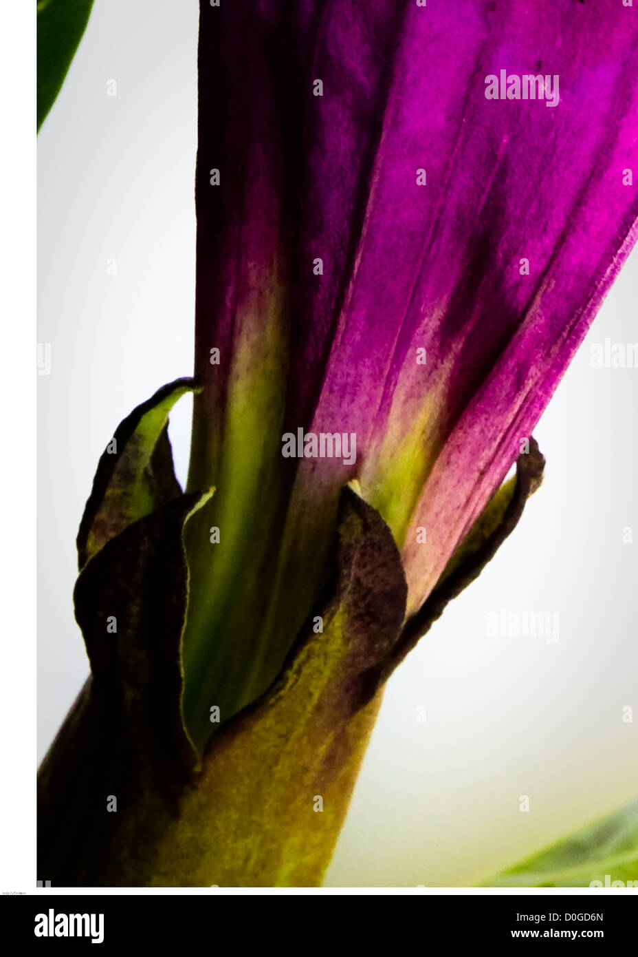 Angel trumpet blooms hi-res stock photography and images - Alamy