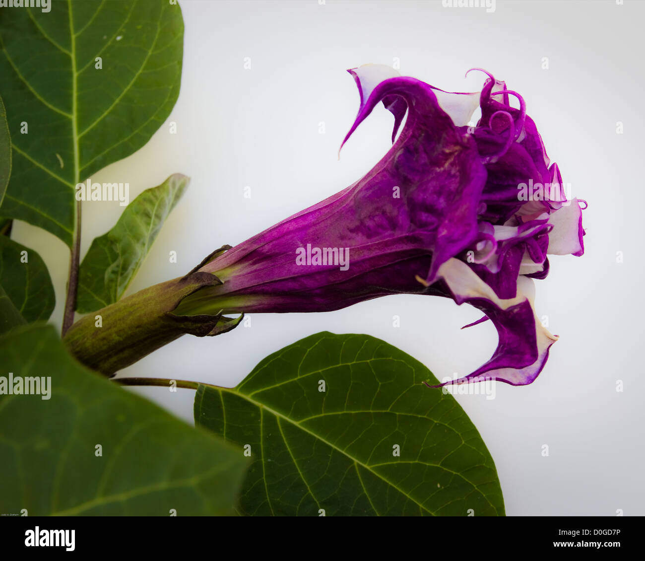 Purple trumpet leaf hi-res stock photography and images - Alamy