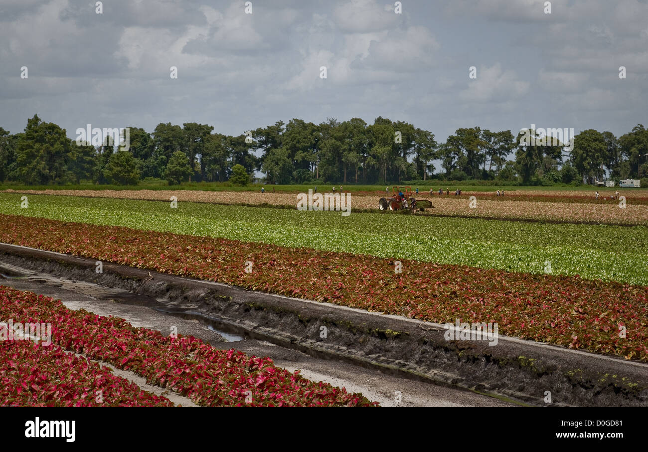 Farmers irrigation canal hi-res stock photography and images - Alamy