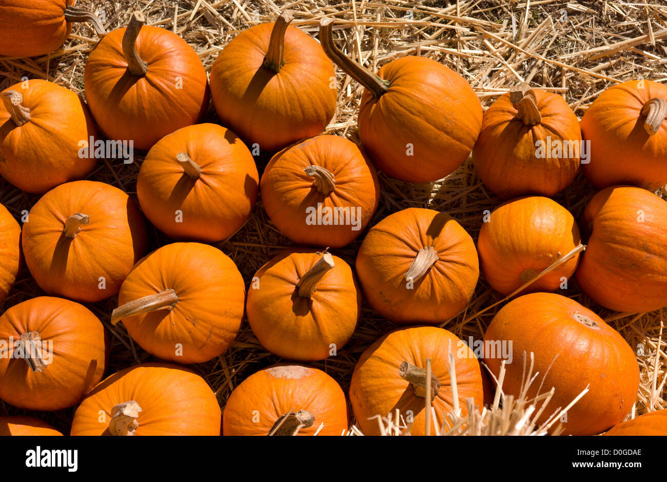 Pumpkins are harvested in the November fall for Thanksgiving holiday ...