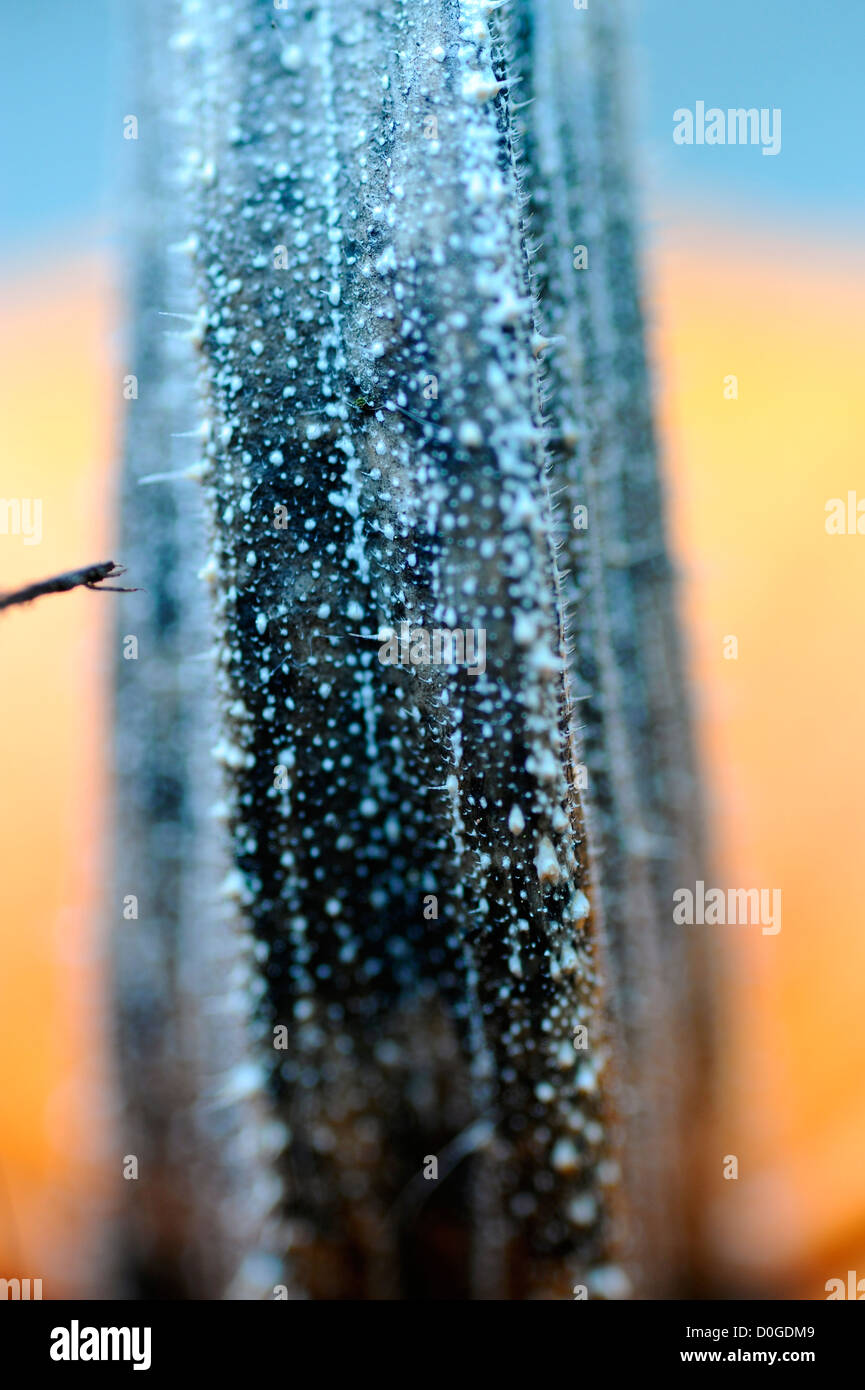 Branch stem hi-res stock photography and images - Alamy