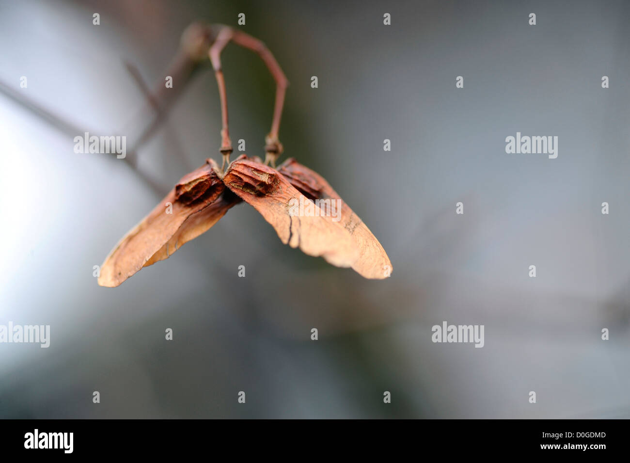 Tree seed pods hi-res stock photography and images - Alamy