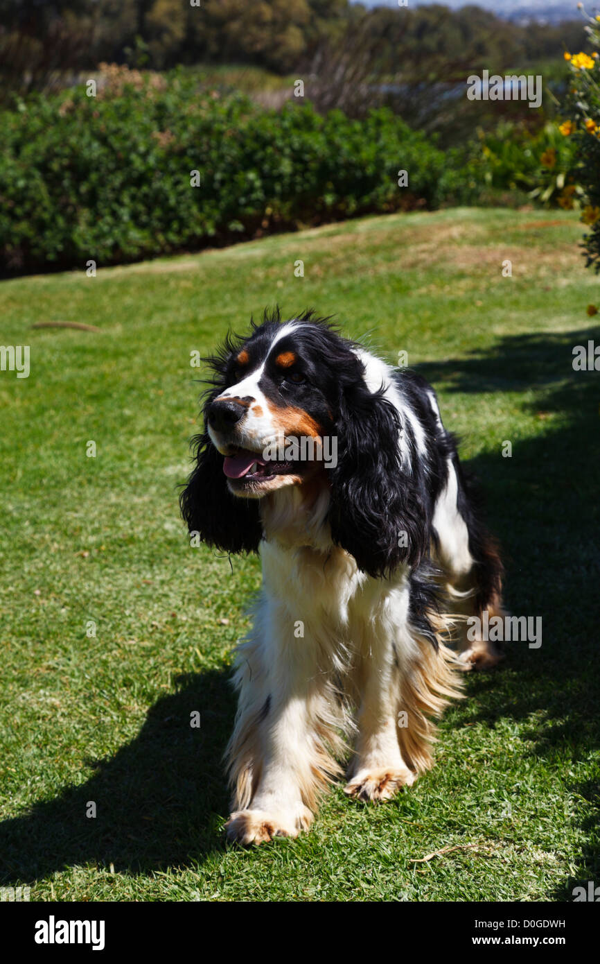 A happy spaniel walks on a well manicured lawn Stock Photo - Alamy