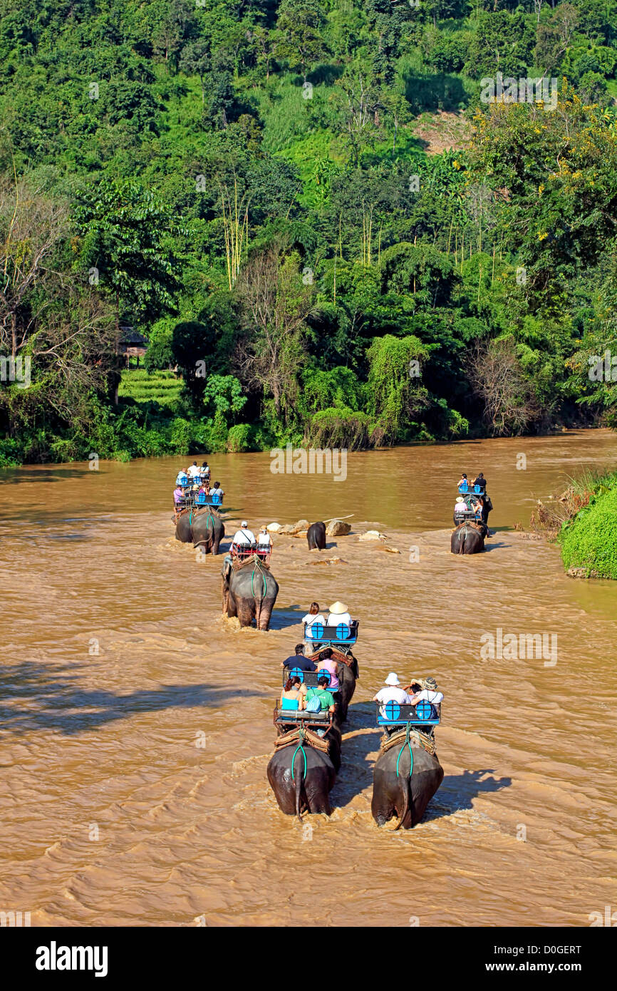 Elephant nature park mae taeng hi-res stock photography and images - Alamy