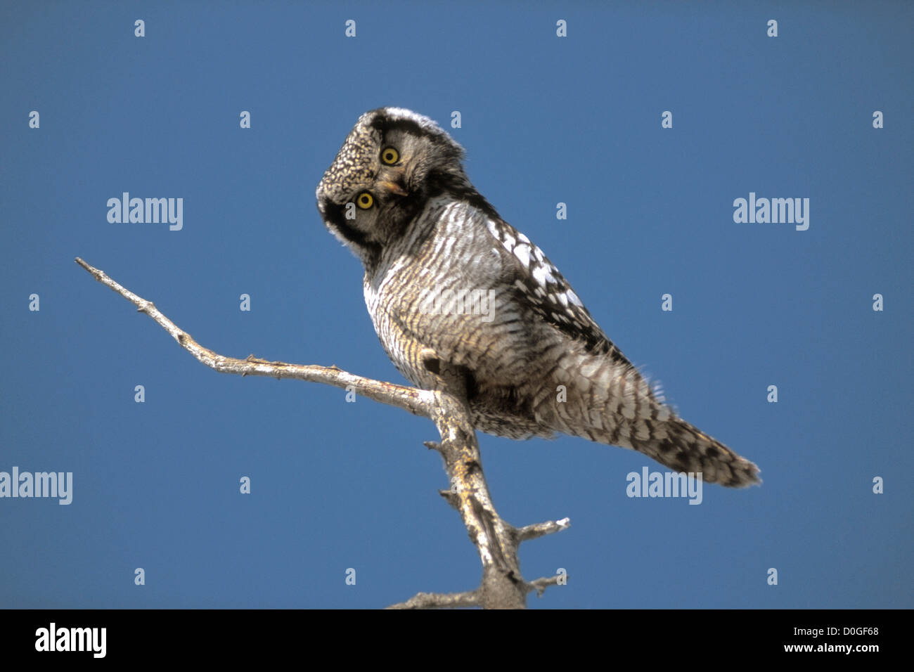 Bird Tilting Head High Resolution Stock Photography and Images - Alamy