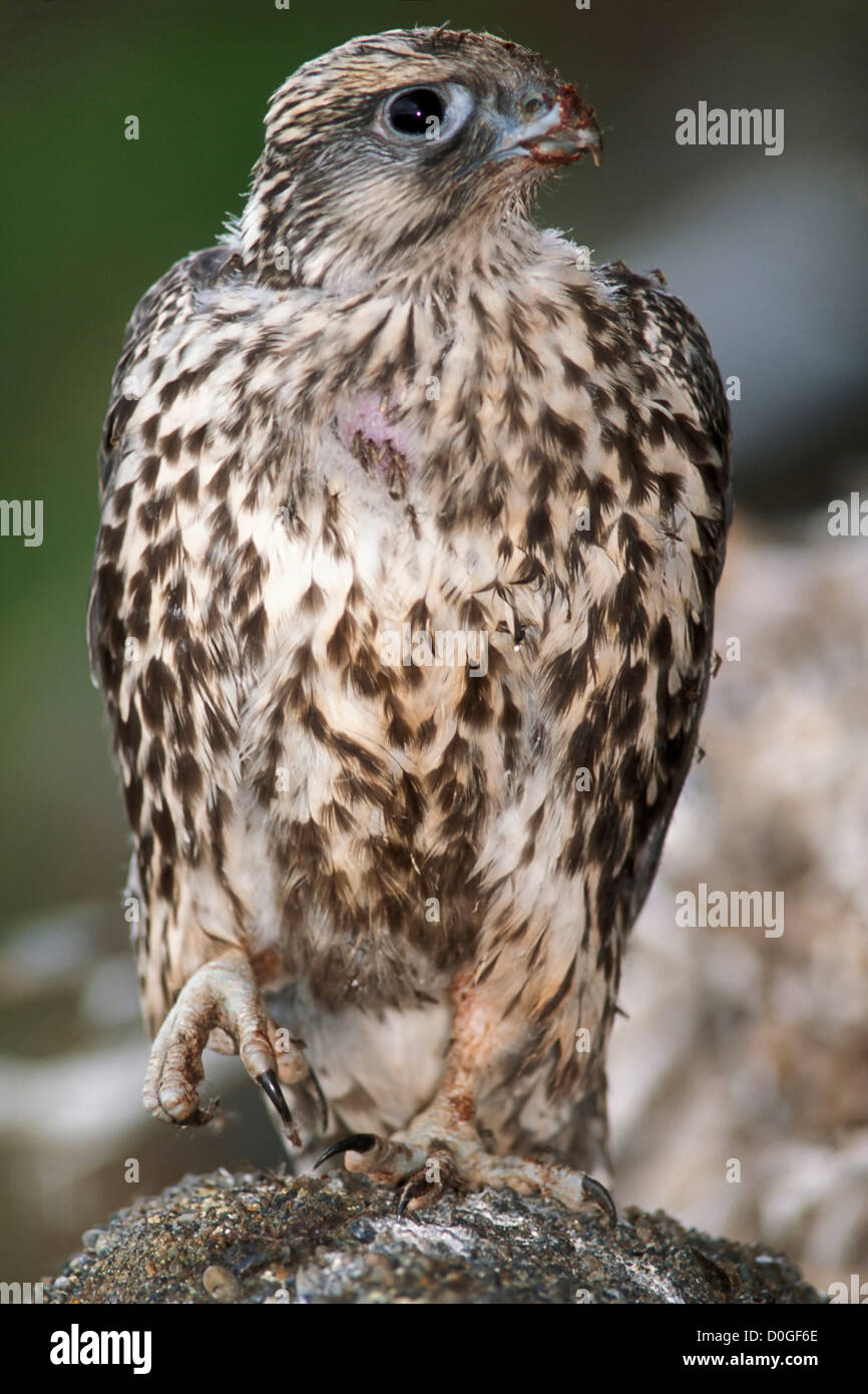 Juvenile feather hi-res stock photography and images - Alamy