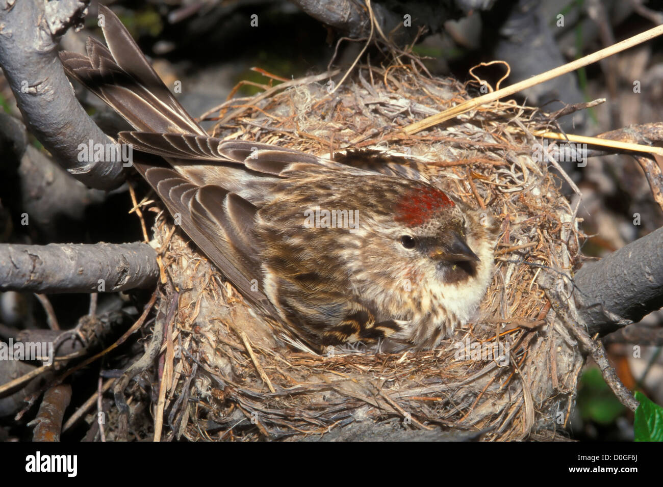 Redpoll Nest High Resolution Stock Photography and Images - Alamy