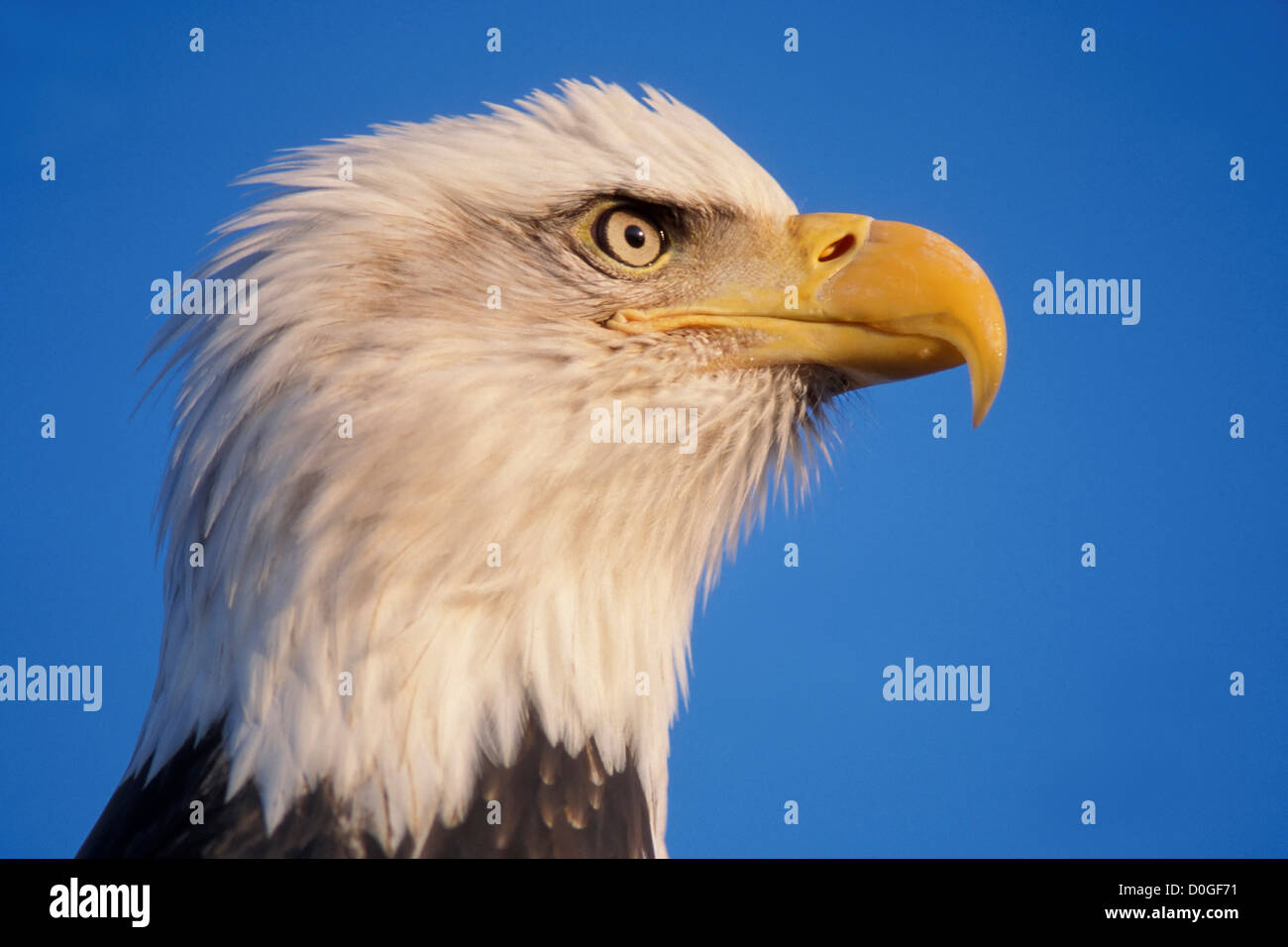 Bald Eagle Profile Stock Photo - Alamy