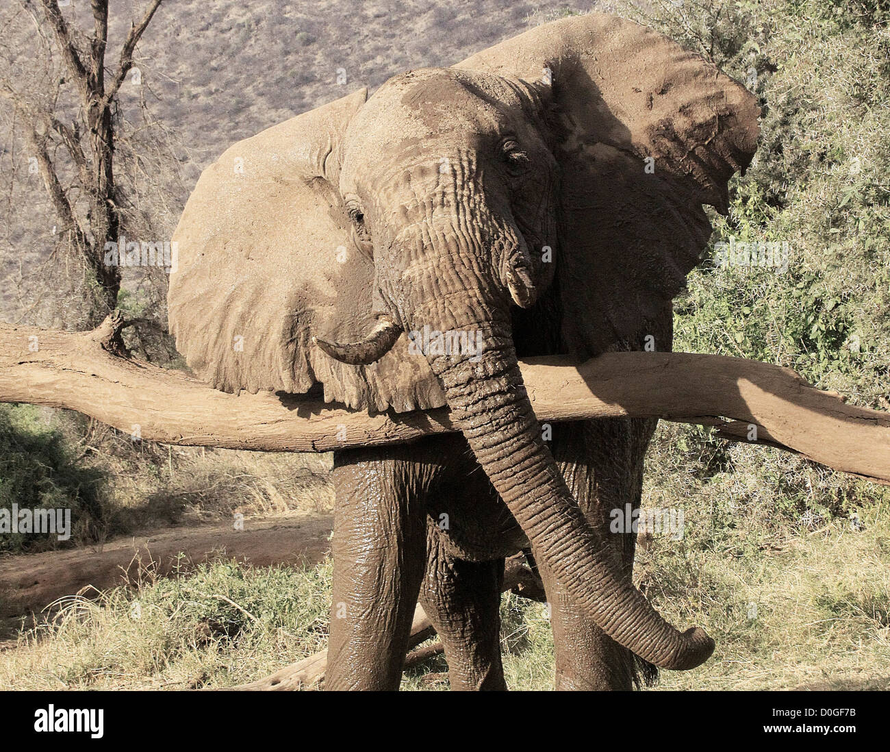 Kenya, Masai Mara, Close up of an African elephant front view Stock ...