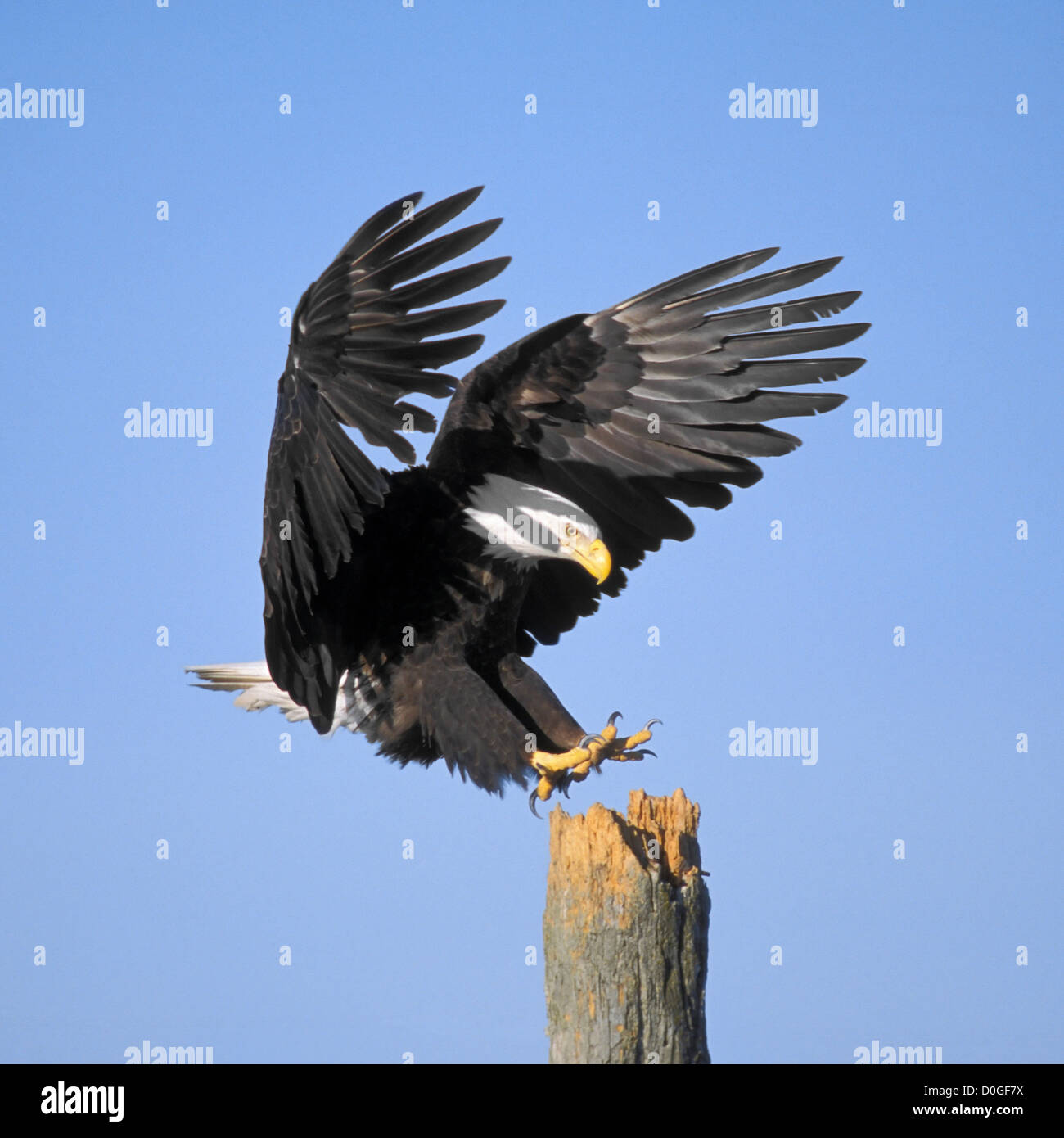 Bald Eagle Landing on Wooden Perch Stock Photo - Alamy