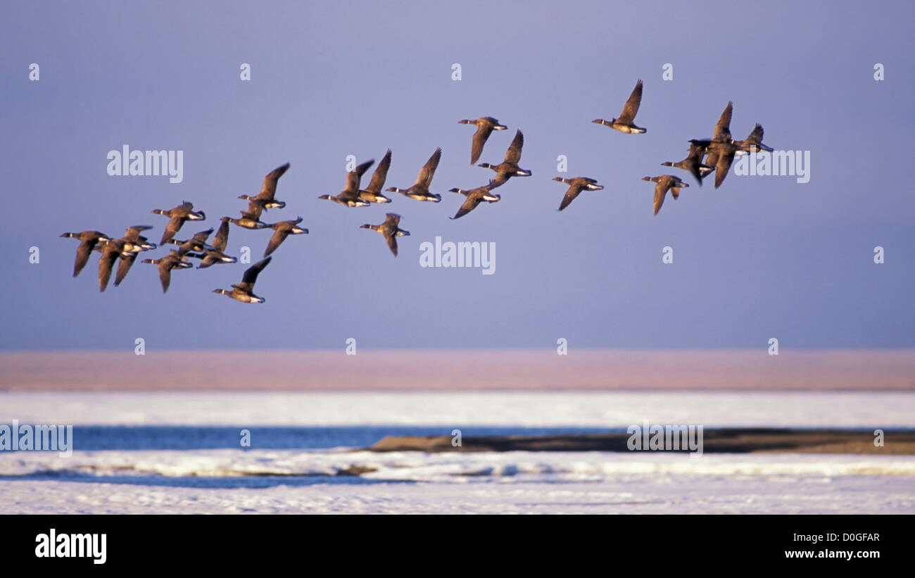Brant Geese in Flight Stock Photo - Alamy