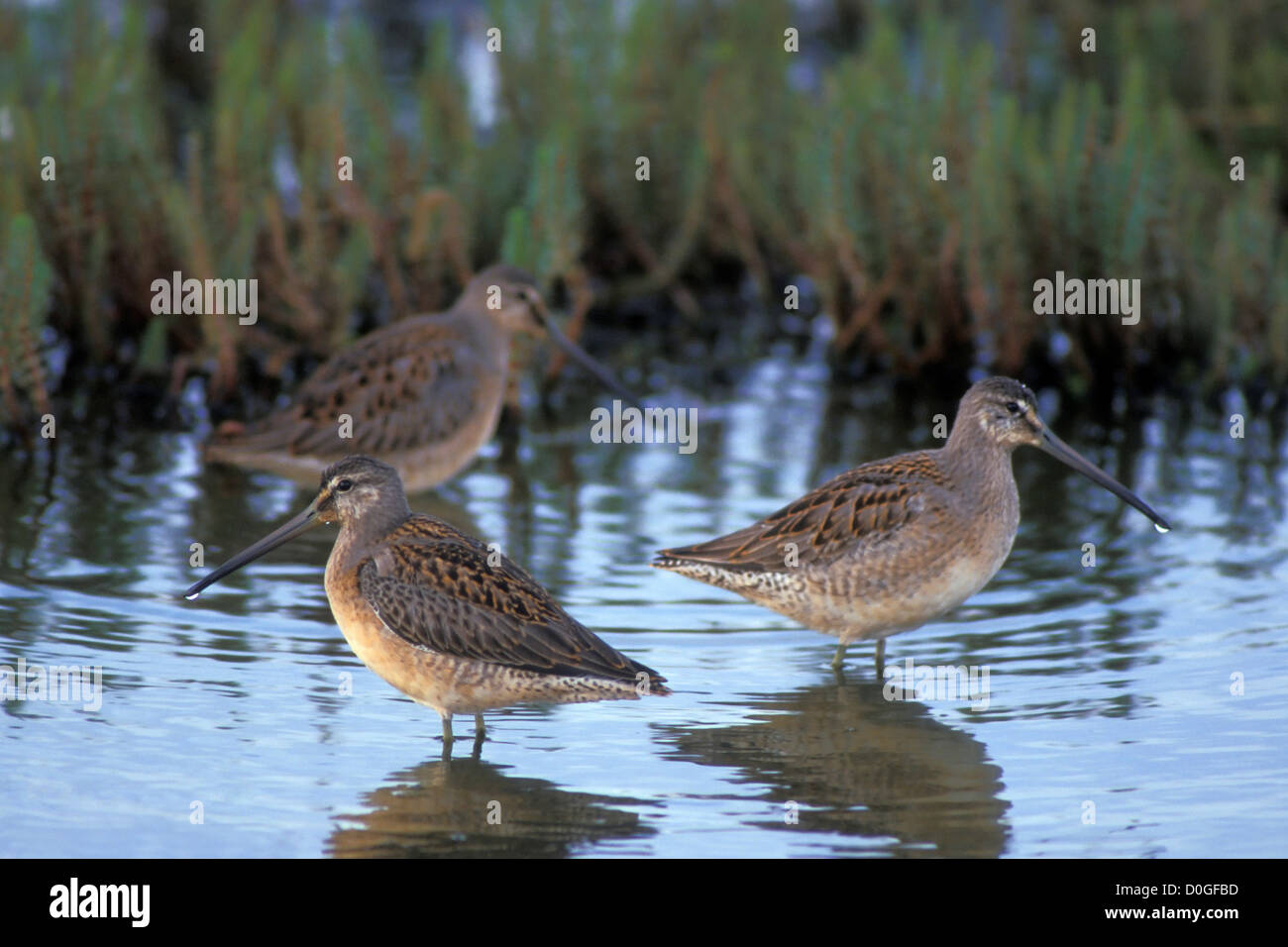 Bar tailed godwit alaska hi-res stock photography and images - Alamy
