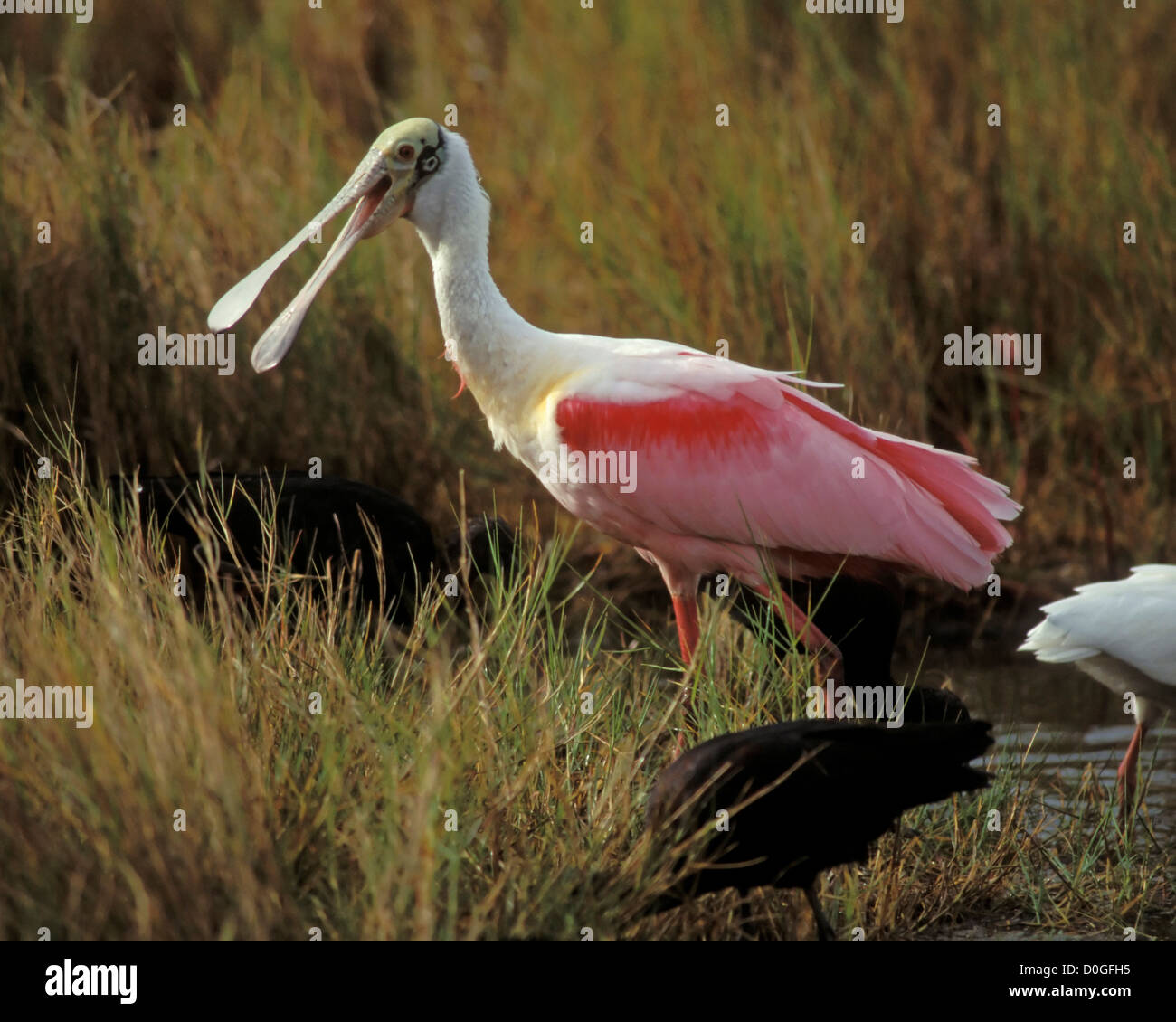 Spoonbill Fish Florida High Resolution Stock Photography and Images - Alamy