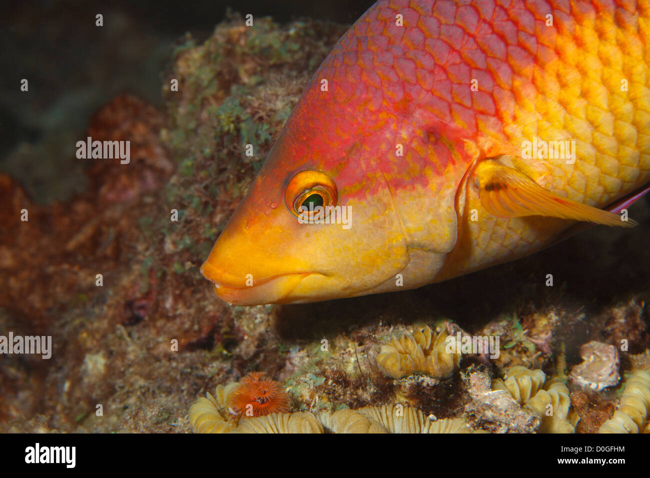 Spanish hogfish in the Caribbean Sea around Bonaire. Photo V.D Stock ...