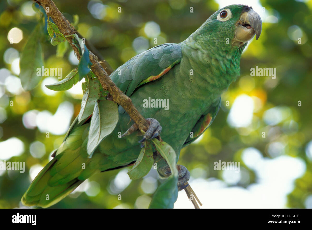 Mealy Amazon Parrot in the Rainforest Stock Photo - Alamy