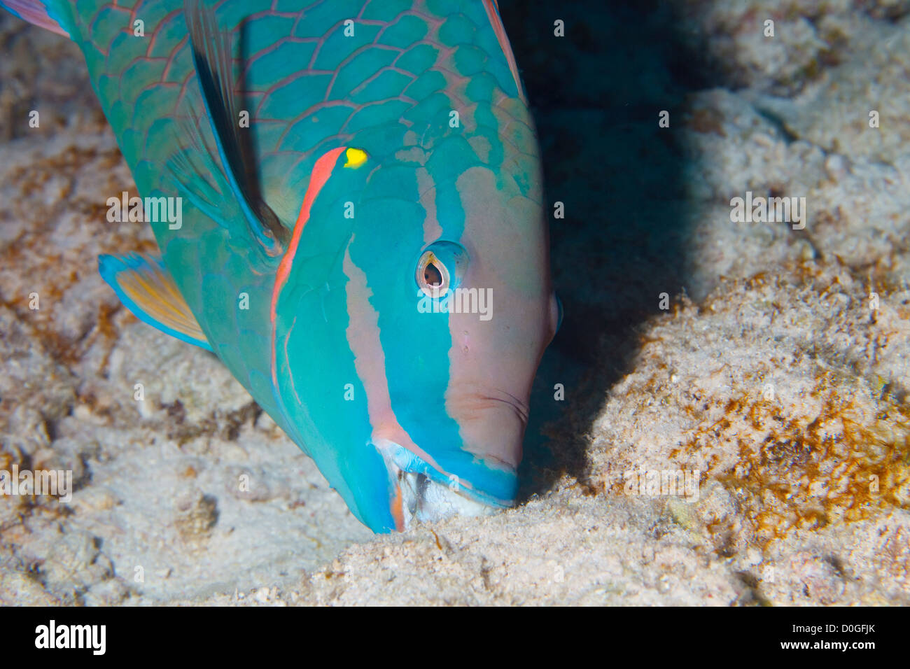 Parrotfish hi-res stock photography and images - Alamy