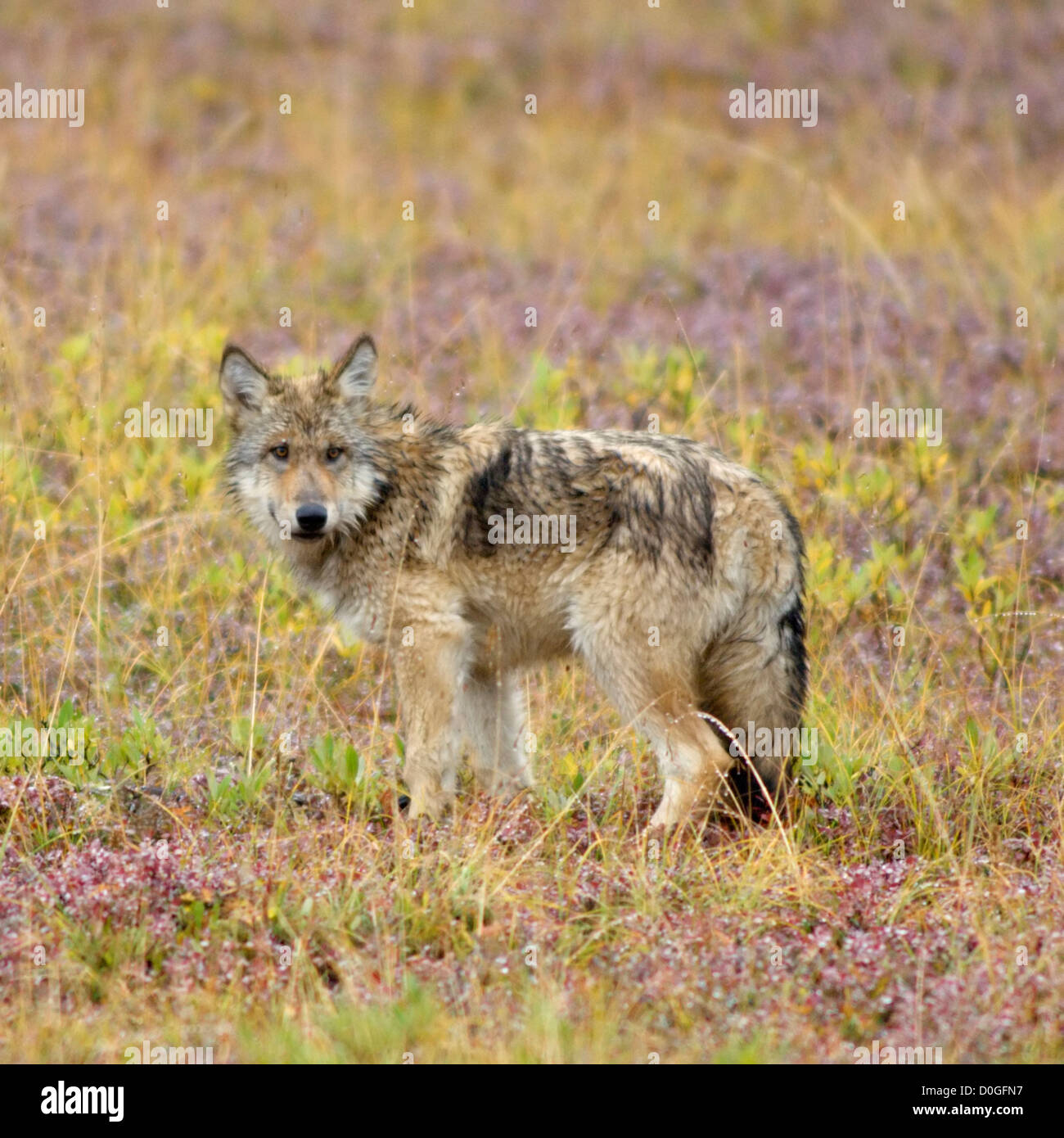 Timber wolf alaska hi-res stock photography and images - Alamy