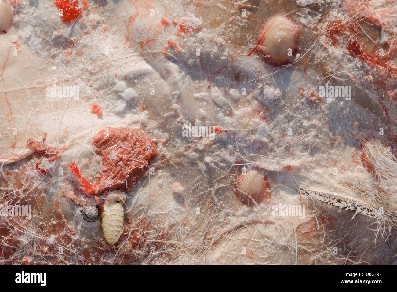 Warble fly hi-res stock photography and images - Alamy