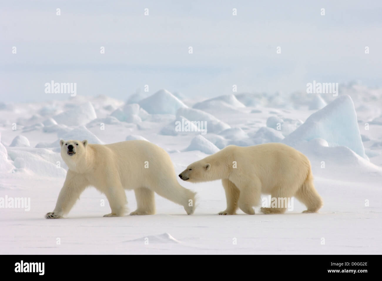 Pair of Polar Bears Stock Photo - Alamy