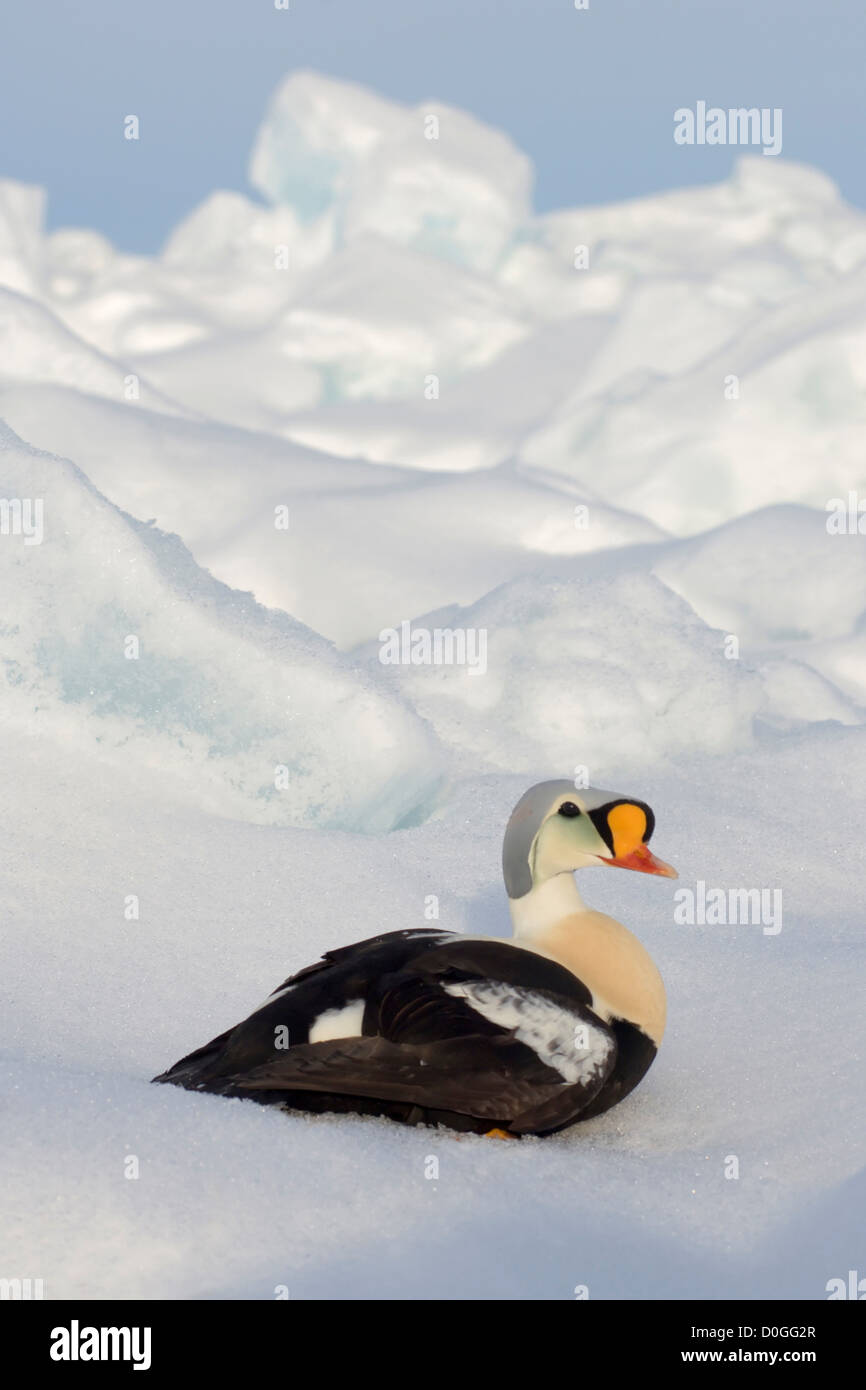 Pack king hi-res stock photography and images - Alamy