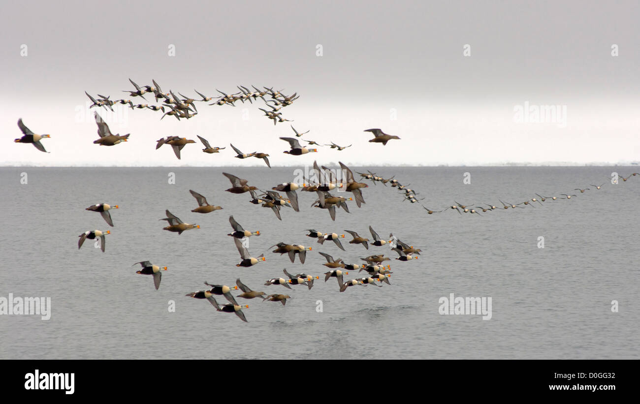 Climate change migration hi-res stock photography and images - Alamy