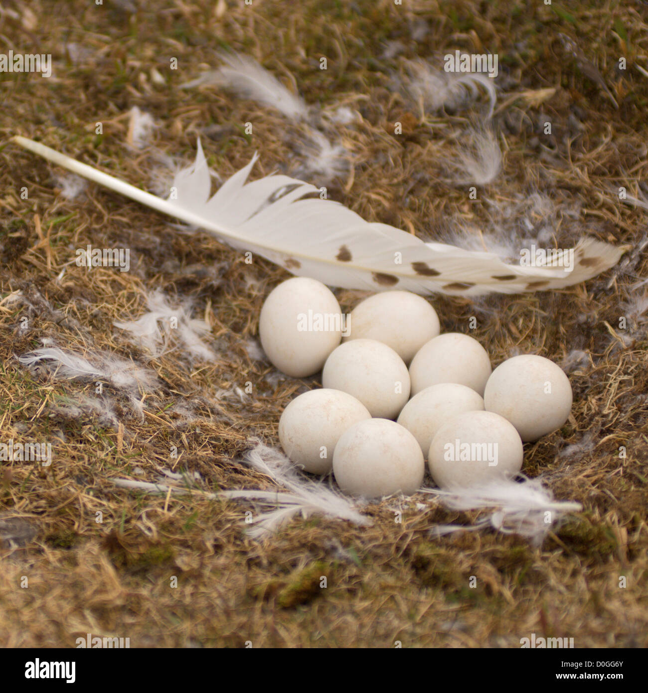 Barrow Owl High Resolution Stock Photography and Images - Alamy