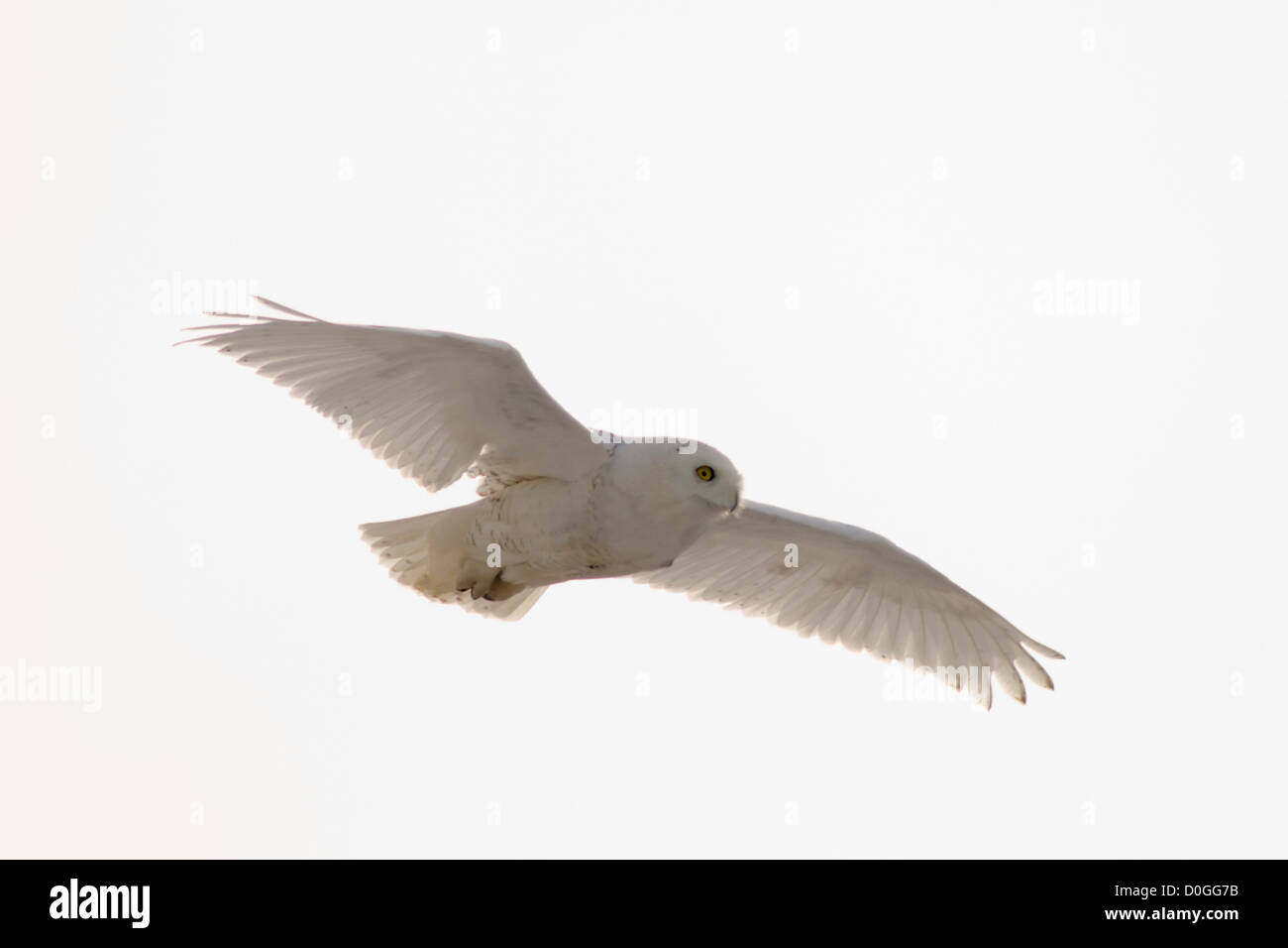 Barrow owl hi-res stock photography and images - Alamy