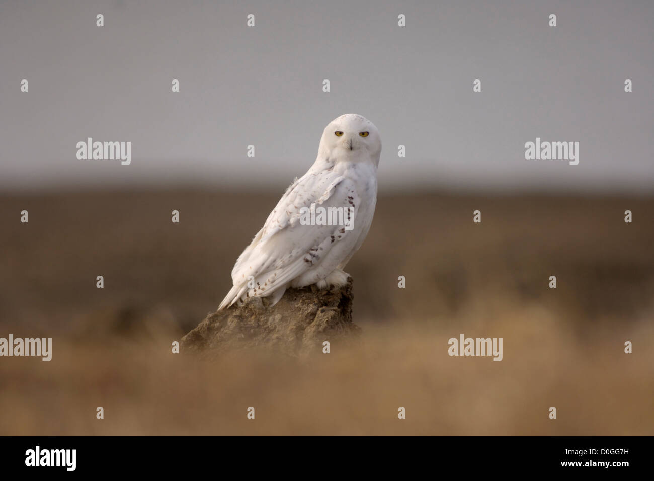 Barrow owl hi-res stock photography and images - Alamy