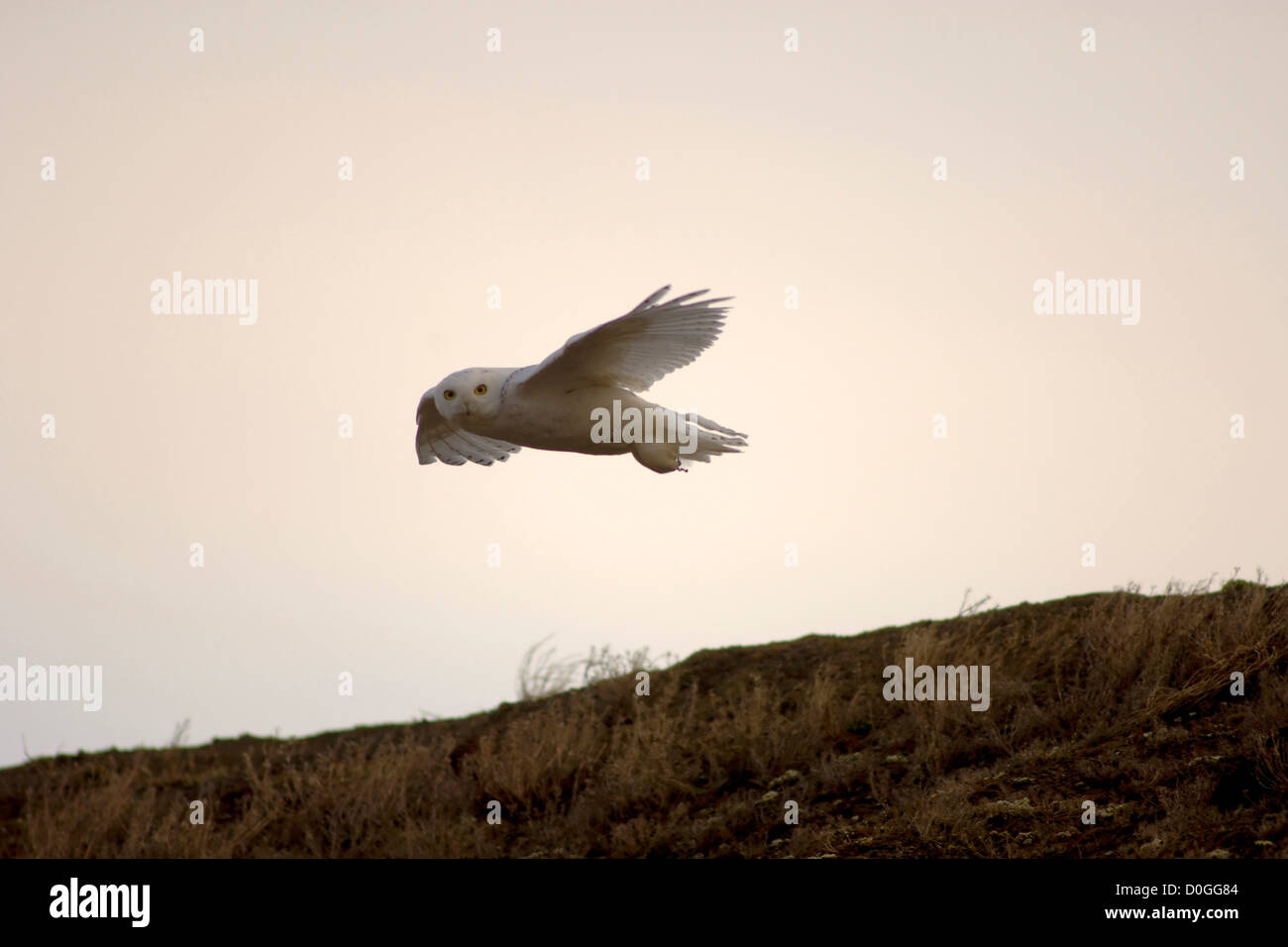 Barrow owl hi-res stock photography and images - Alamy