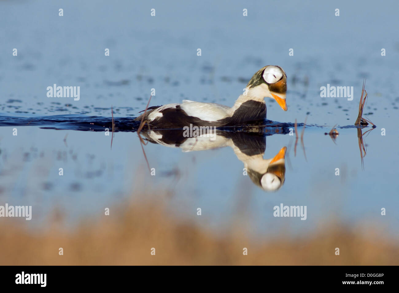 Male Spectacled Eider Swimming Stock Photo - Alamy