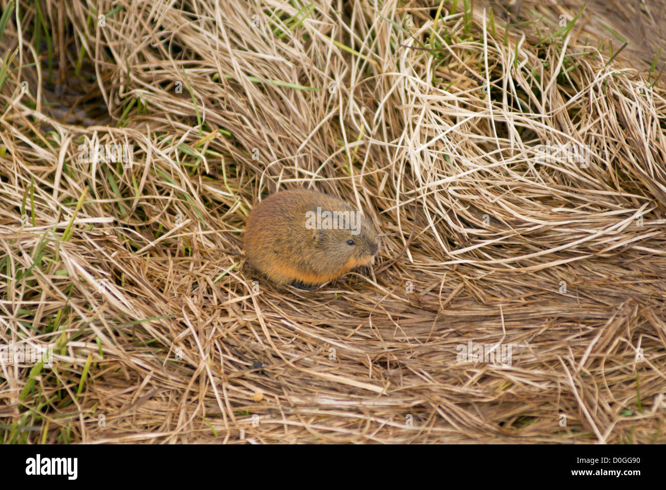 Lemmus sibiricus hi-res stock photography and images - Alamy